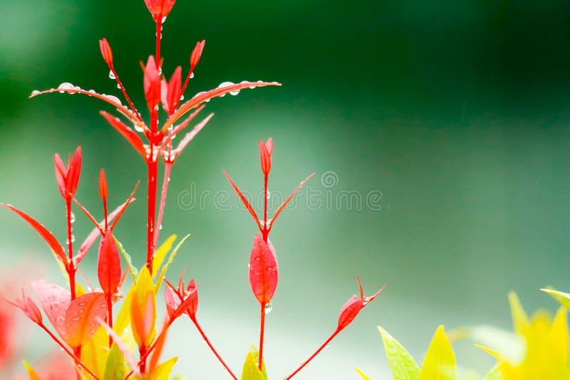 Christina Red Leaves is Growning after Rain Drop Several Days Stock ...