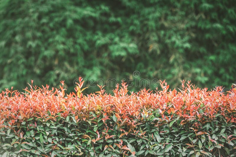 Closeup Christina leaf stock photo. Image of growth, autumn - 27440766