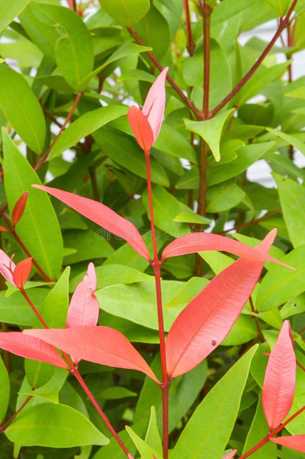 Christina tree in garden stock photo. Image of pilly - 126692516