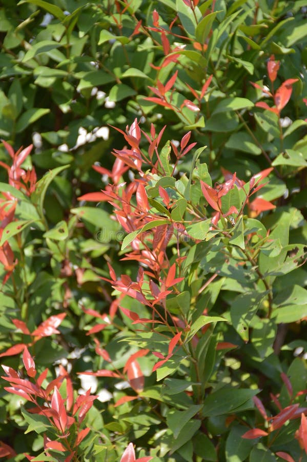 Christina tree in garden stock image. Image of pilly - 66945365