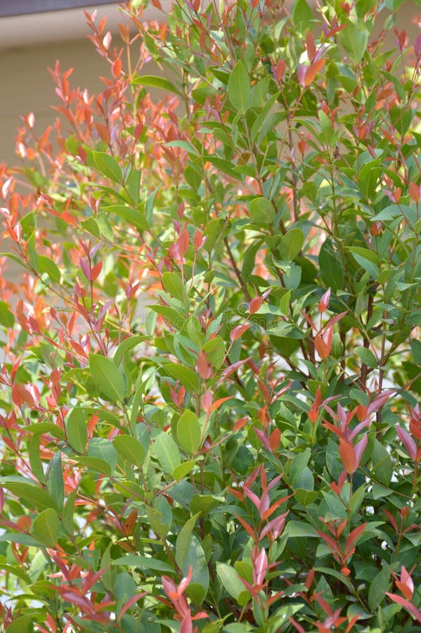 Christina tree in garden stock image. Image of grow - 126692515