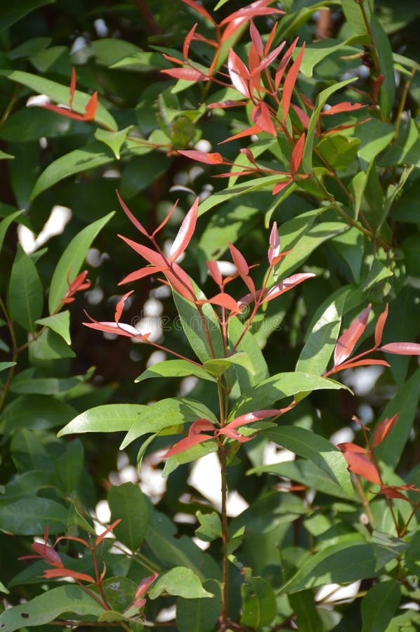 484 Christina Tree Stock Photos - Free & Royalty-Free Stock Photos from ...