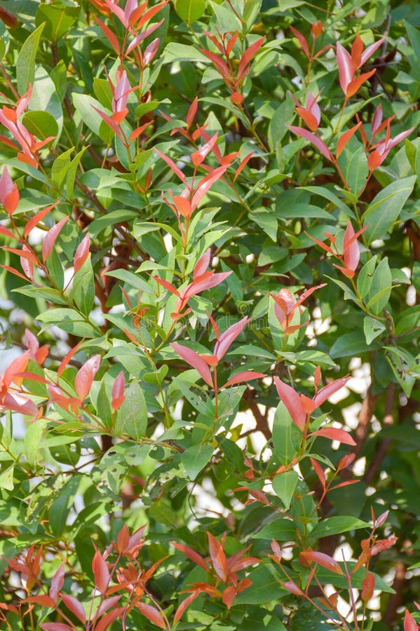 Christina tree in garden stock photo. Image of brown - 77282074