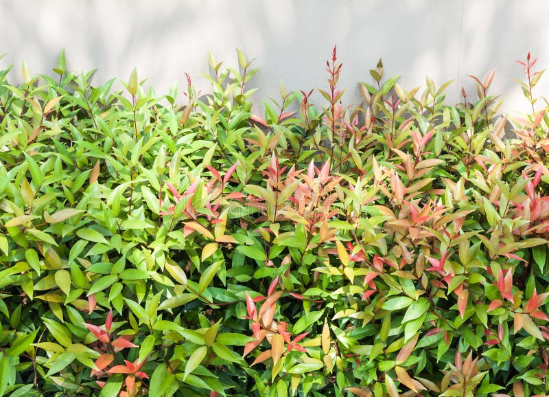 Syzygium Campanulatum Or Christina Stock Photo - Image of background ...