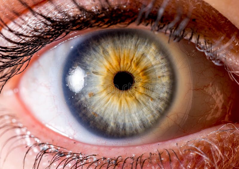 Close Up Eye. Close Up Iris. Very Close Macro Shot of an Eyeball Stock ...