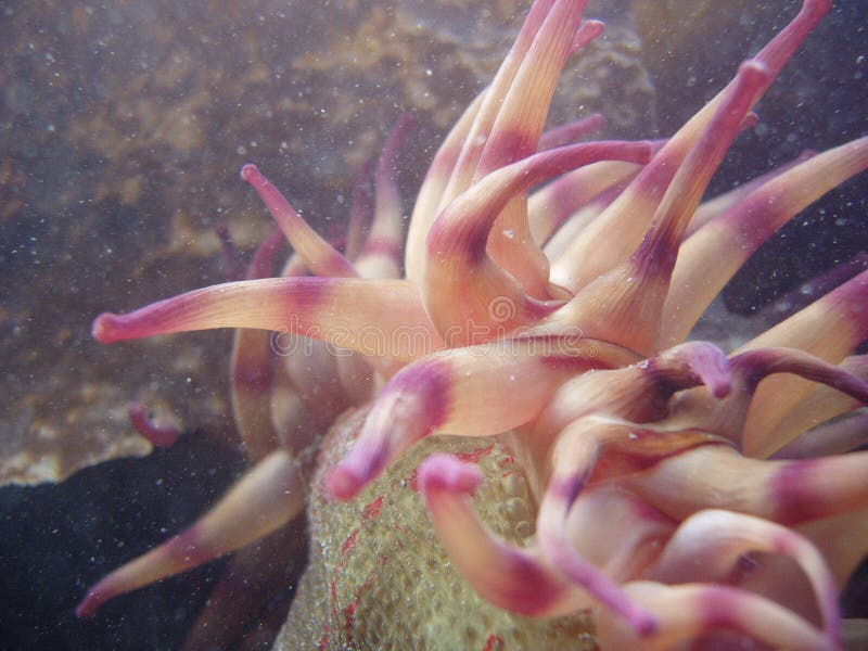 Christmas anemone stock photo. Image of detail, colorful - 1485334