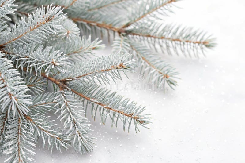 Christmas Background. Branches of Silver Spruce on White Background ...