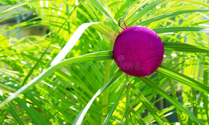 Christmas Ball on Palm Tree Stock Photo - Image of outside, idea: 32975718