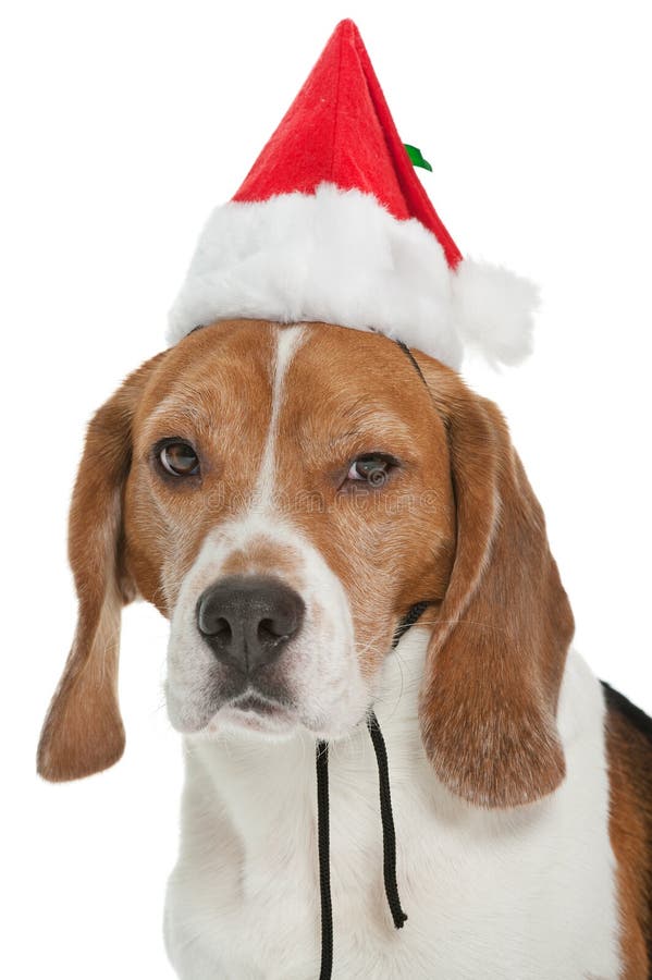 Christmas beagle stock image. Image of portrait, obedient - 22389869