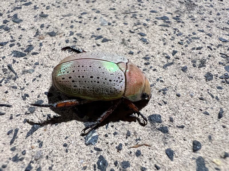 Christmas Beetle Bug on Ground Stock Image - Image of fauna, arthropod ...