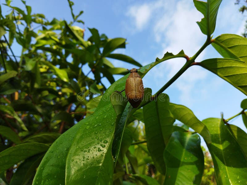 A Christmas Beetle Eating Leaves from a Guava Tree Stock Image - Image ...