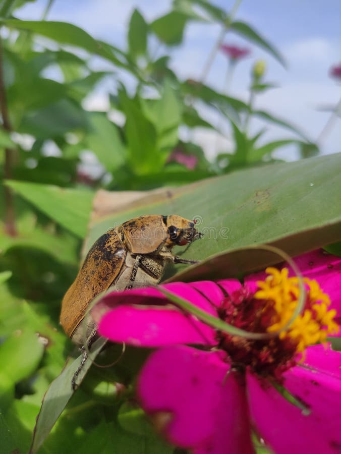 The Christmas Beetle is the Name Commonly Used for the Australian ...