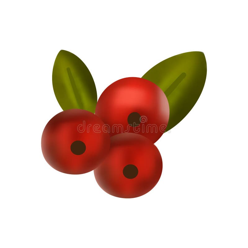 Christmas Berry 3d Vector Floral Holy Berry Red Plant. Stock Vector ...