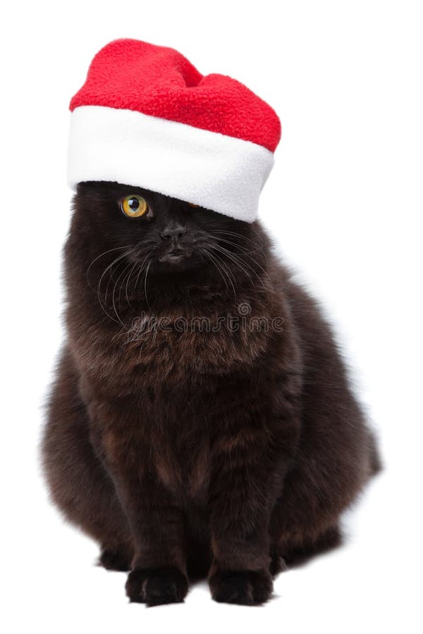 Christmas Bkack Cat in Red Santa Hat Isolated Stock Photo - Image of ...
