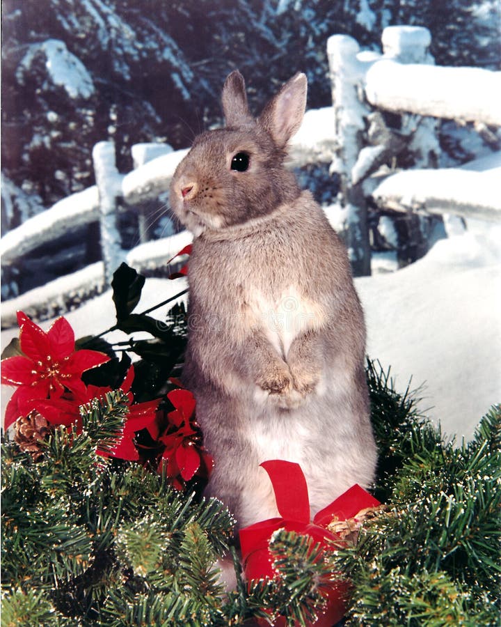 Christmas Bunny stock image. Image of photograph, poinsettia - 23101239