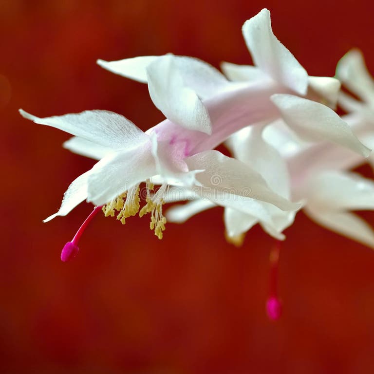 Christmas cactus stock photo. Image of december, close - 27707998