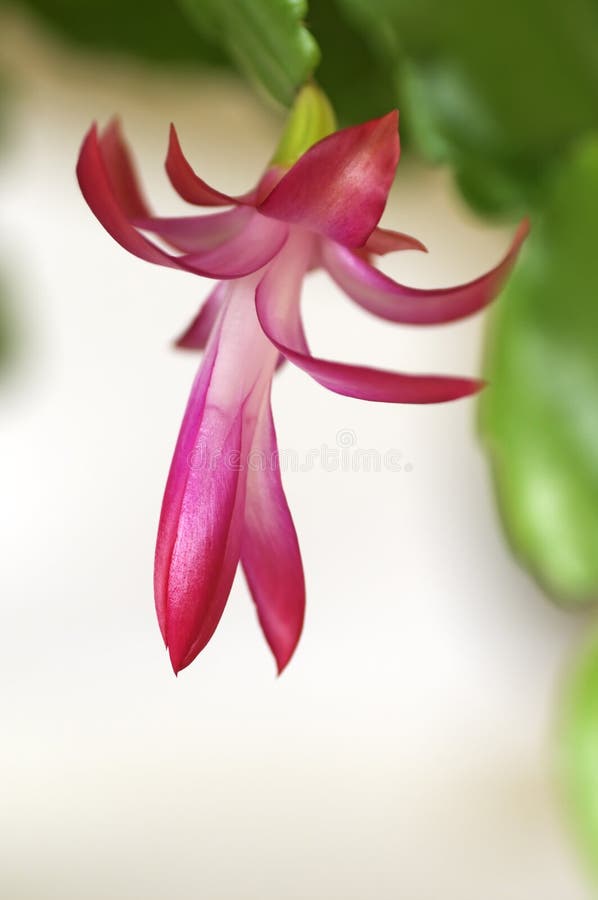Christmas cactus stock image. Image of green, december - 3864423