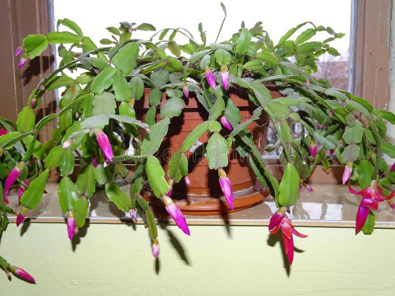 Christmas Cactus Plant in Bloom. Schlumbergera Plant Stock Photo ...