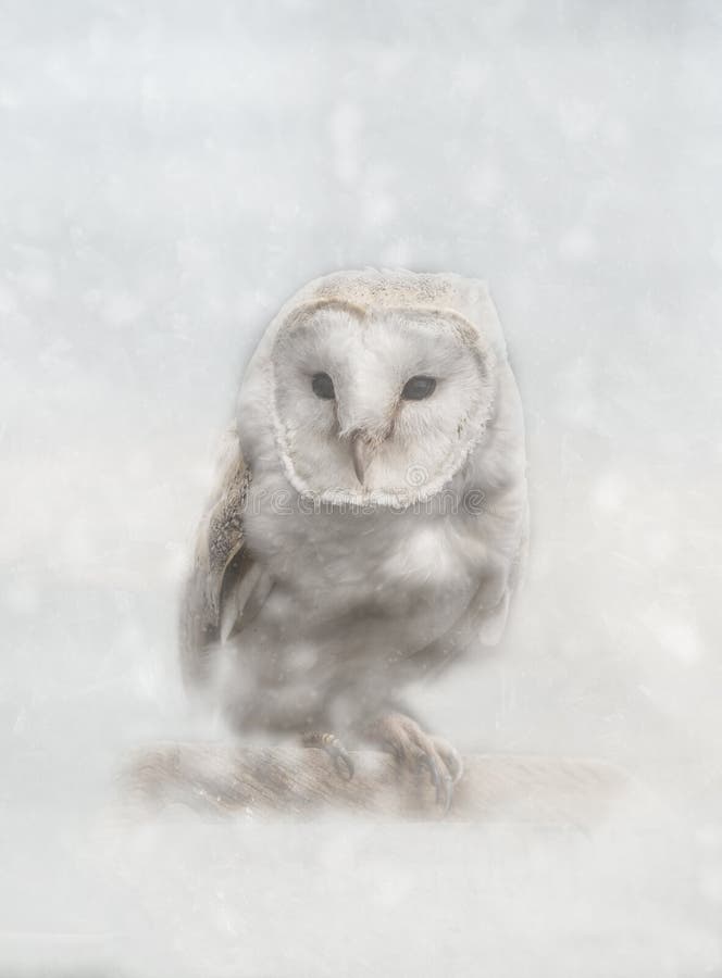 Barn owl stock photo. Image of card, snow, barn, christmas - 124001944
