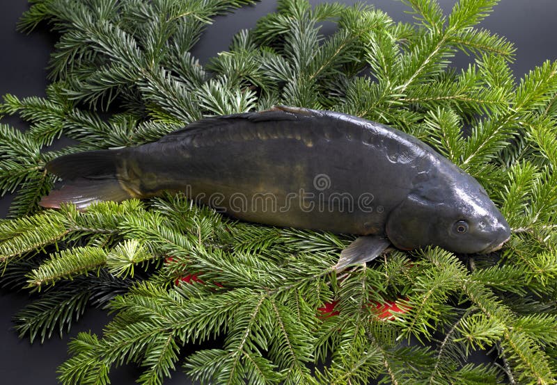Christmas carp stock photo. Image of inside, symbol, ilustrations ...