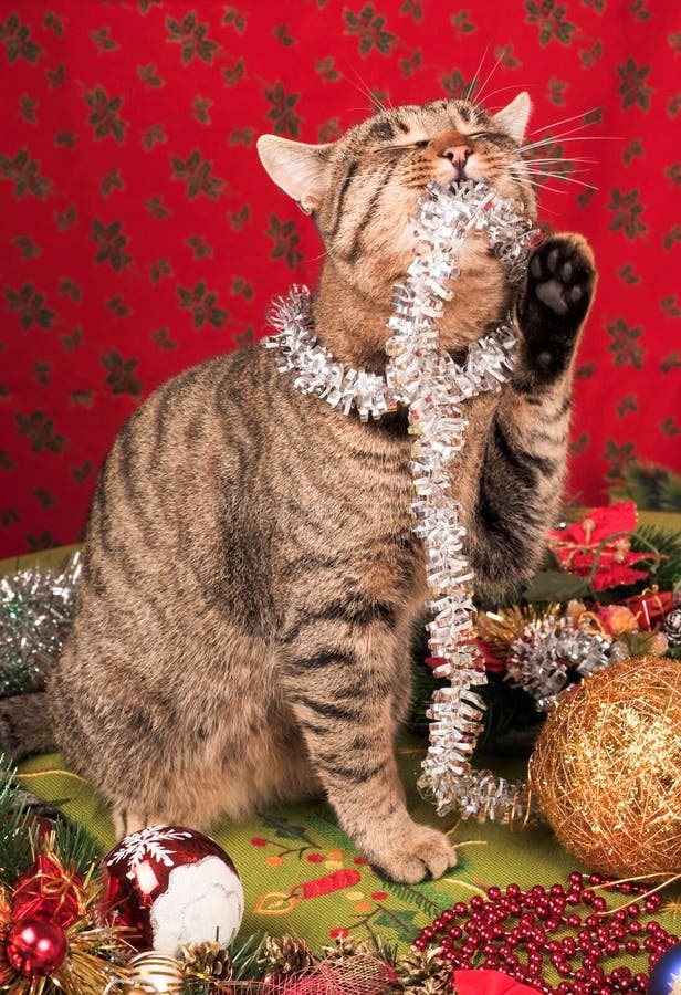 Christmas cat stock photo. Image of celebration, celebrate - 3589728