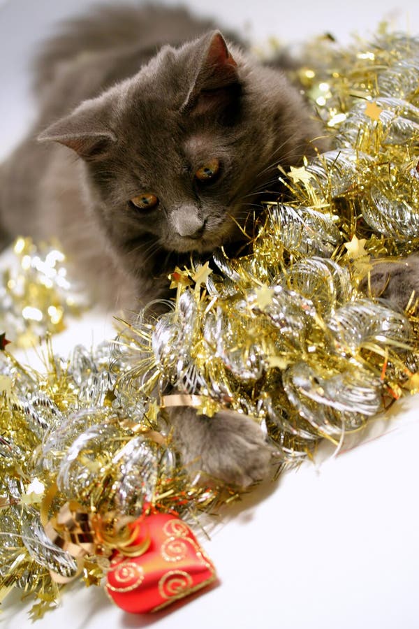 Christmas Cat Picture. Image: 3626487