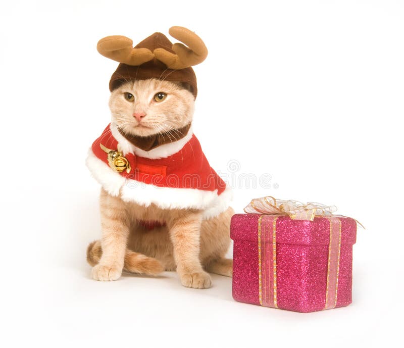 Sad christmas cat stock photo. Image of fancy, british - 62820544