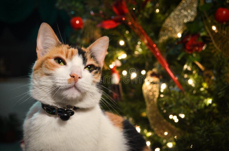 Christmas cat stock photo. Image of puss, sitting, green - 48191782