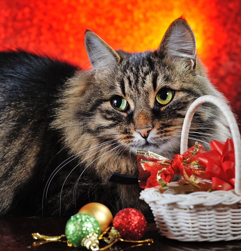 Gray Tabby Cat in Silver Christmas Tinsel Stock Image - Image of kitty ...