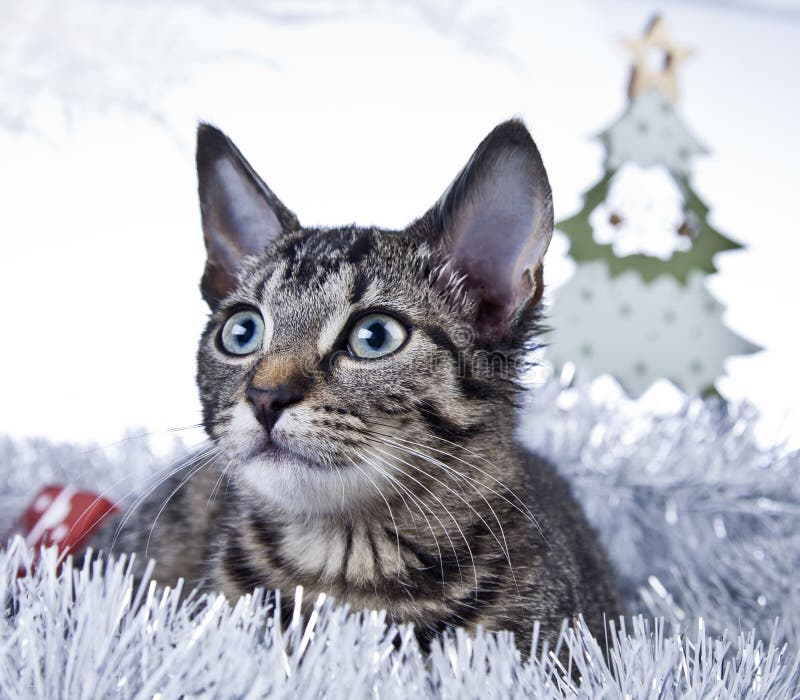 Christmas cat stock image. Image of ornaments, ornament - 81993635