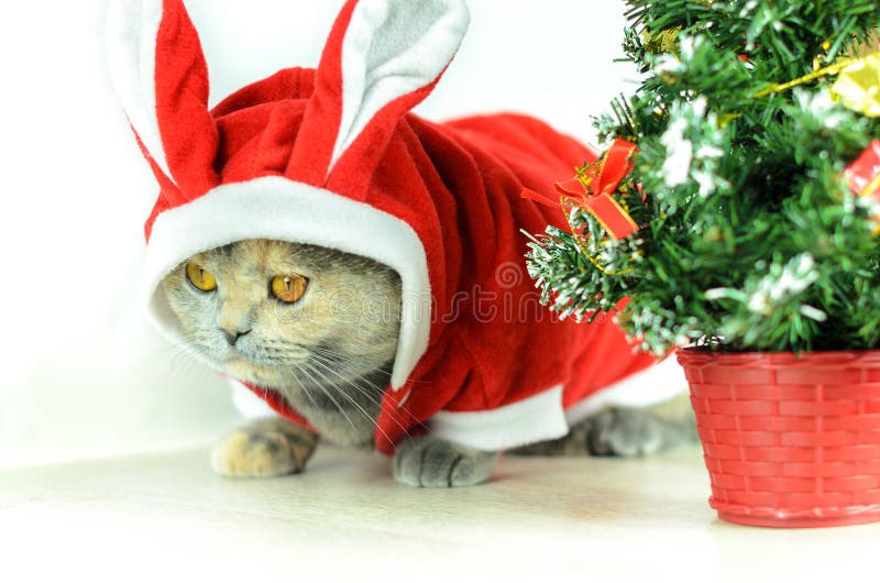 Sad christmas cat stock photo. Image of fancy, british - 62820544