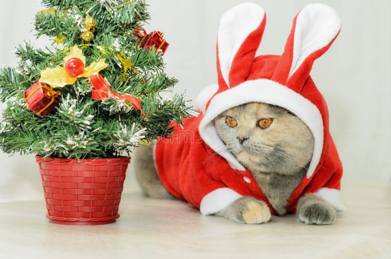 Christmas Cat Dressing Up in Red Rabbit Costume Stock Photo - Image of ...