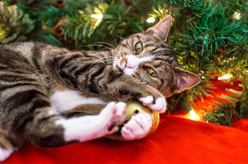 Christmas cat stock photo. Image of play, pets, holiday - 36103036