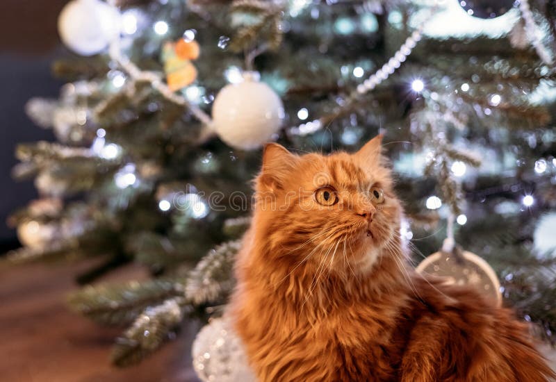 Christmas Cat. Portrait of Fluffy Red Cat on the Background of ...