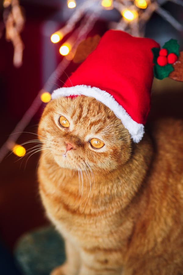 Christmas Cat. Red British Cat Sitting with a Christmas Garland at Home ...