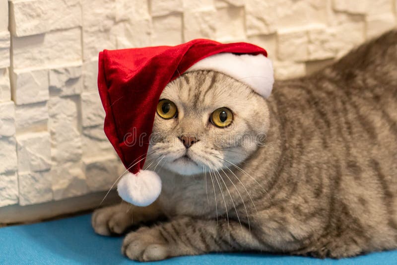 Christmas Cat in Red Santa Claus Hat Stock Photo - Image of santa ...