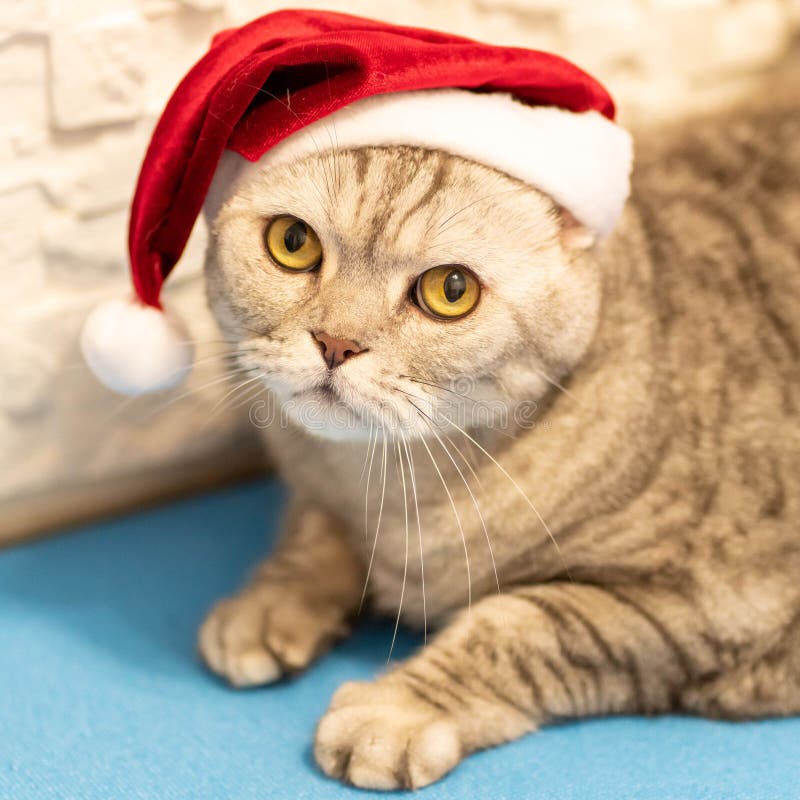 Christmas Cat in Red Santa Claus Hat Stock Photo - Image of xmas ...