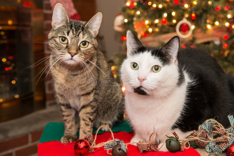 Christmas cats stock image. Image of hiding, funny, bells - 47397439