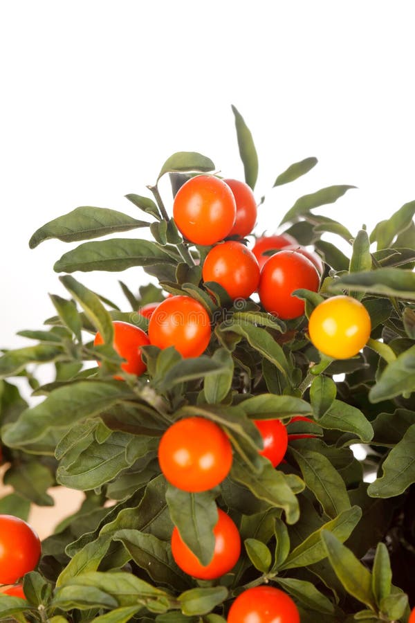 Christmas Cherry stock photo. Image of cherries, ornament - 11938720