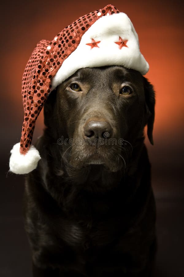 Christmas Chocolate Labrador Stock Photo - Image of brown, merry: 11565364