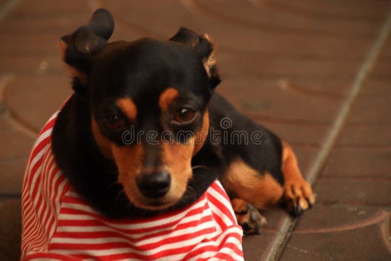 Christmas Clothing on a Cute Dachshound Puppy Stock Photo - Image of ...