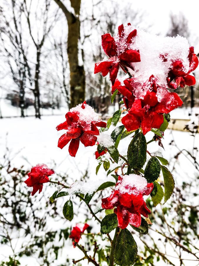 Christmas Colours or the Red Snowy Roses Stock Image - Image of roses ...