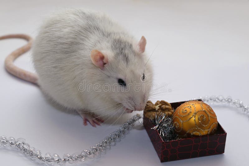 Christmas Composition with a Rat and a Gift. Stock Photo - Image of ...