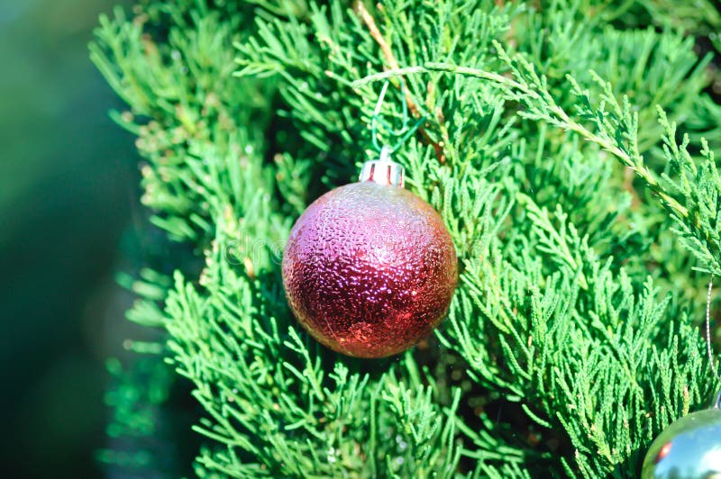 Christmas Day or Christmas Decoration , Christmas Ball on Pine Tree ...