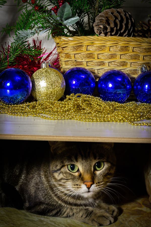 Christmas Decorations and Pine Cones on the Branches of a Christmas ...