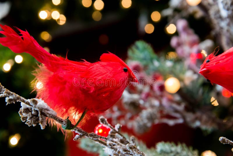Christmas Decorations, Red Bird and Lights in the Tree Stock Photo ...