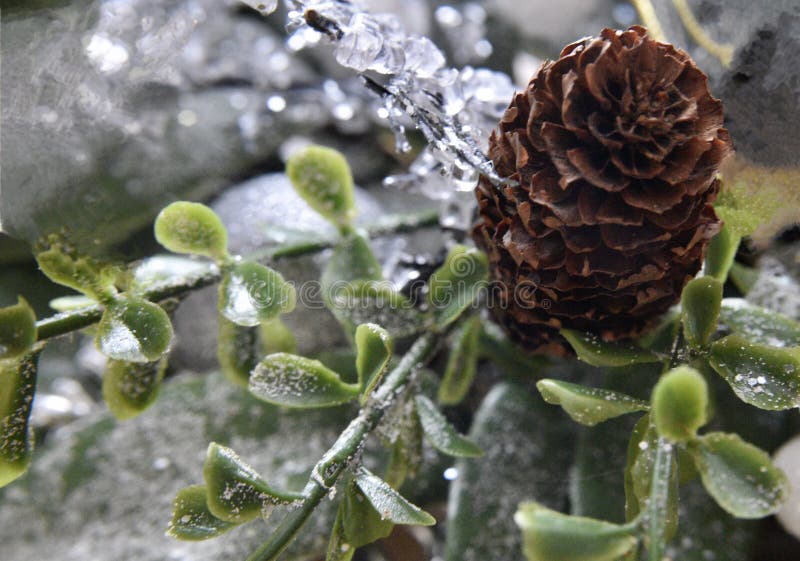 Christmas decorations stock image. Image of snow, acorns - 204212177
