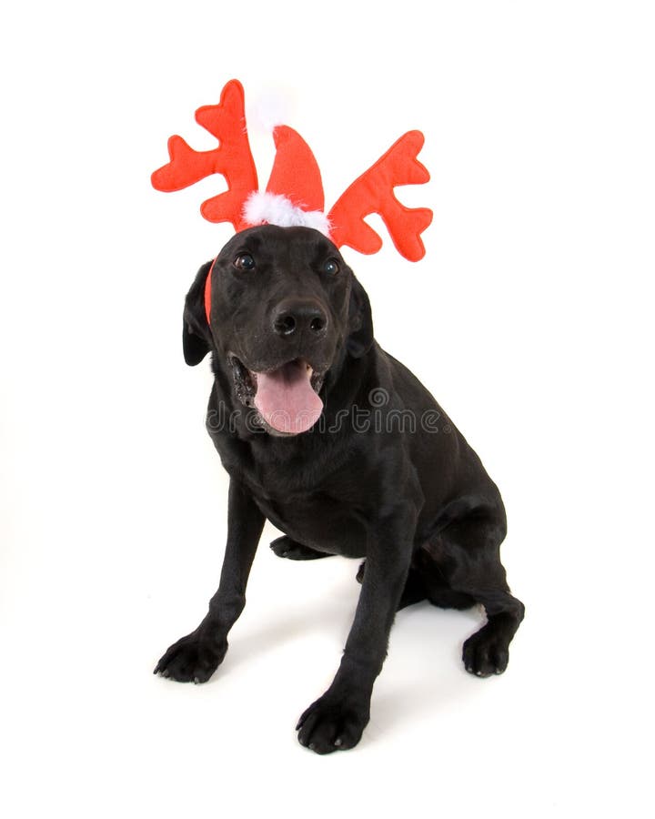 Dog dressed as rudolph stock photo. Image of christmas - 7030166