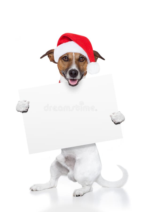 Winter christmas dog stock image. Image of cart, gift - 34917677