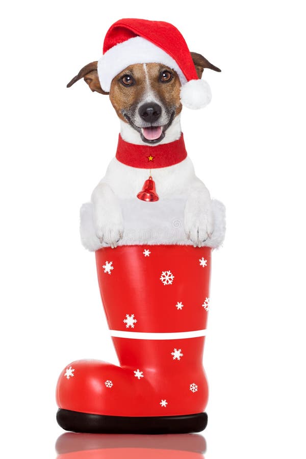 Santa Dog with Christmas Ball on Paw Stock Photo - Image of jack, glass ...